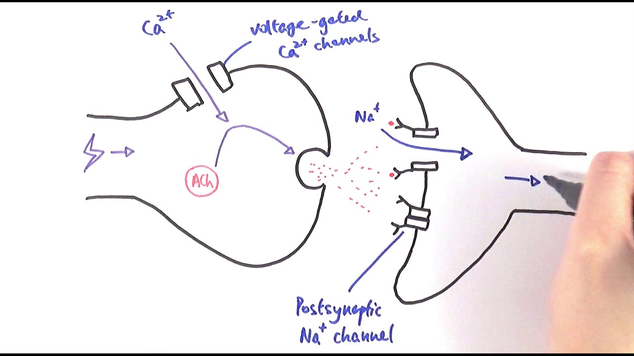 A2 Biology - Cholinergic synapses (OCR A Chapter 13.5)