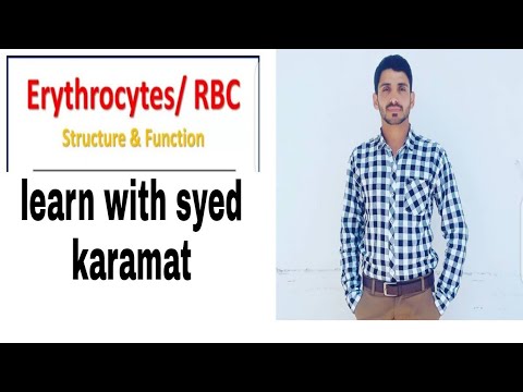 RBC life span,number in human body in urdu hindi by #syedkaramat