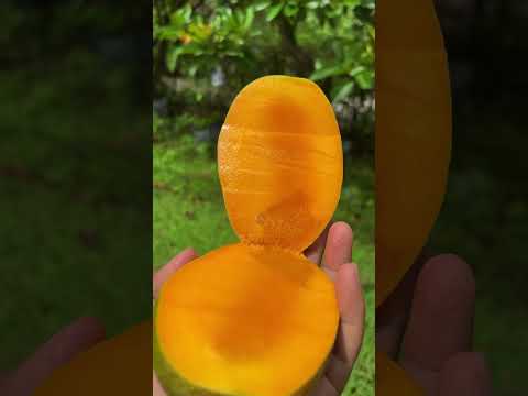 Siapa disini suka buah mangga #mangga