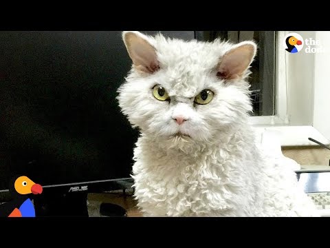 Chat grognon | Nuage Ciel d'Azur