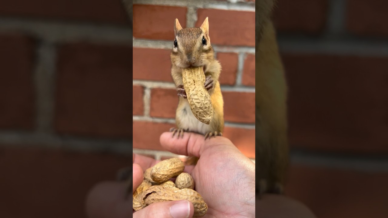 Chipmunk N Long peanut! 😁🐿 #tiktokviral