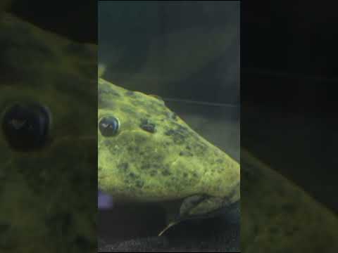 How Much Would You Pay for This Pleco? #shorts