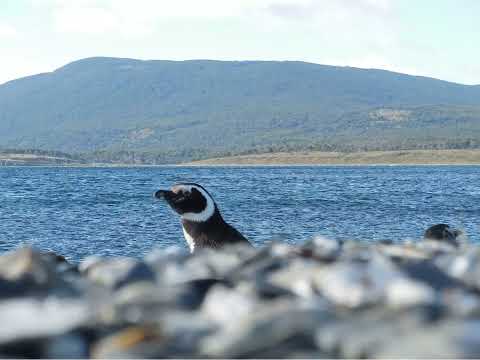 Penguin Rookery and Harberton