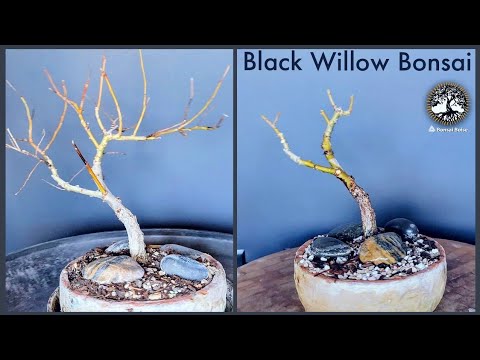 Willow Tree Bonsai - trim & repot