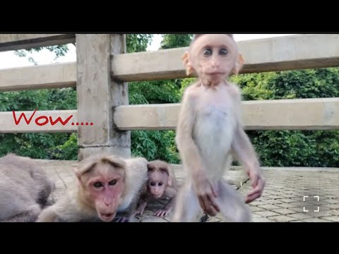 Amazing moments of baby macaques. Macaca. Macaque. Monkey. Monyet. Bandar. Kurangan. Baby monkey