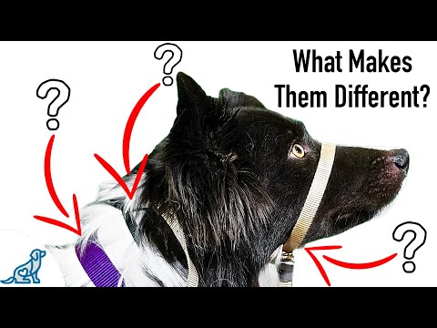 Which Dog Training Collar Is Right For YOUR Dog?