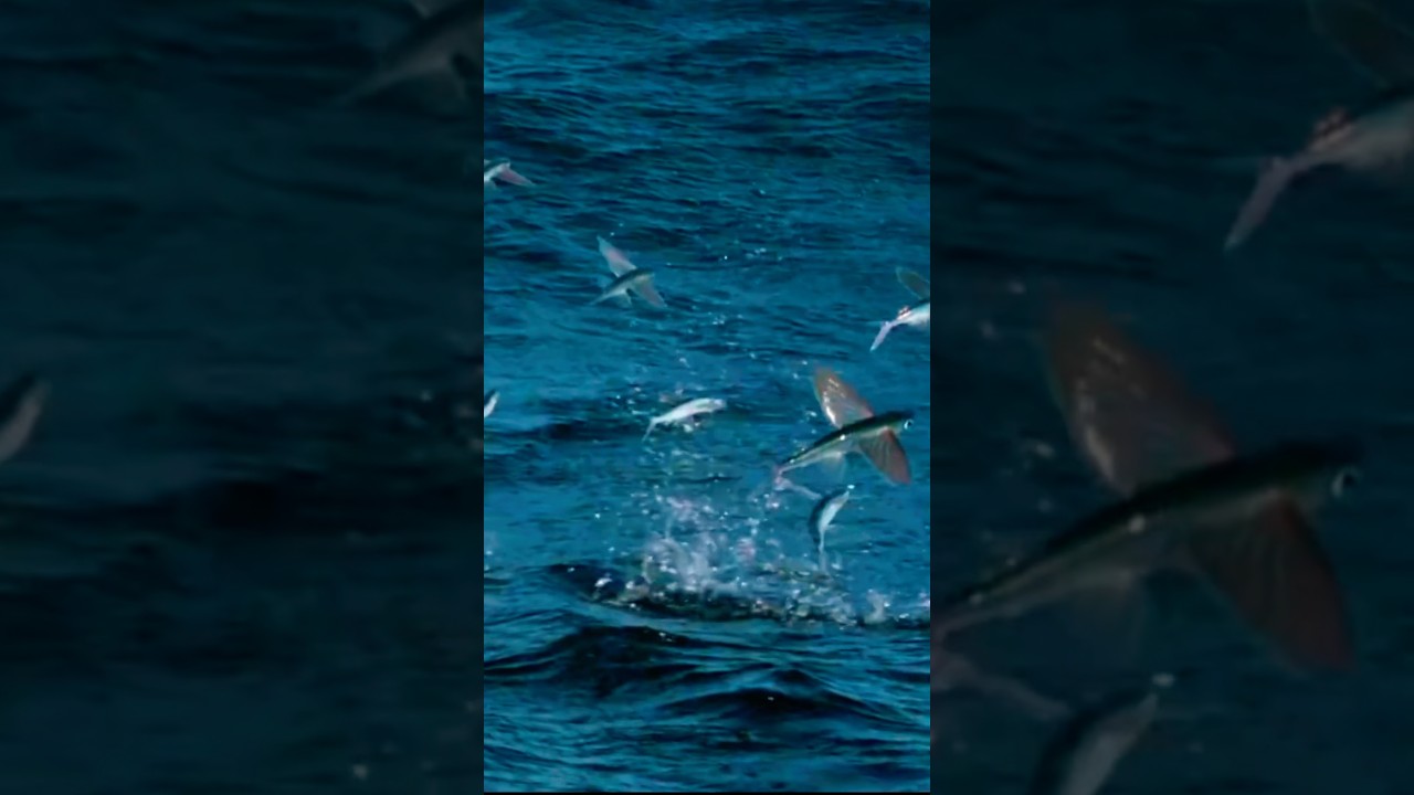 Flying Fish | Fish that can fly | @oneminutebylfp