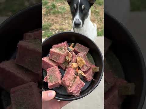 What happens when dogs EAT RAW FOOD?