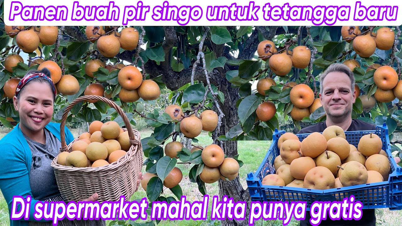 PANEN BUAH PIR SINGO UNTUK TETANGGA BARU || DI SUPERMARKET MAHAL KITA PUNYA GRATIS