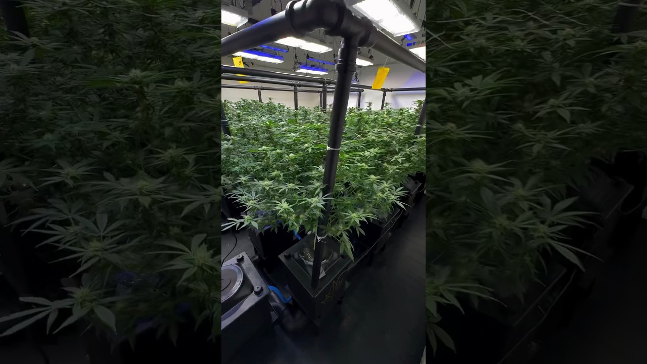 Flora día 30 cultivo de cannabis en sistema hidroponico recirculante