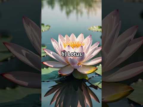 【Japan Quiz】 Japanese flower symbol #anime #facts #travel #japan #quiz