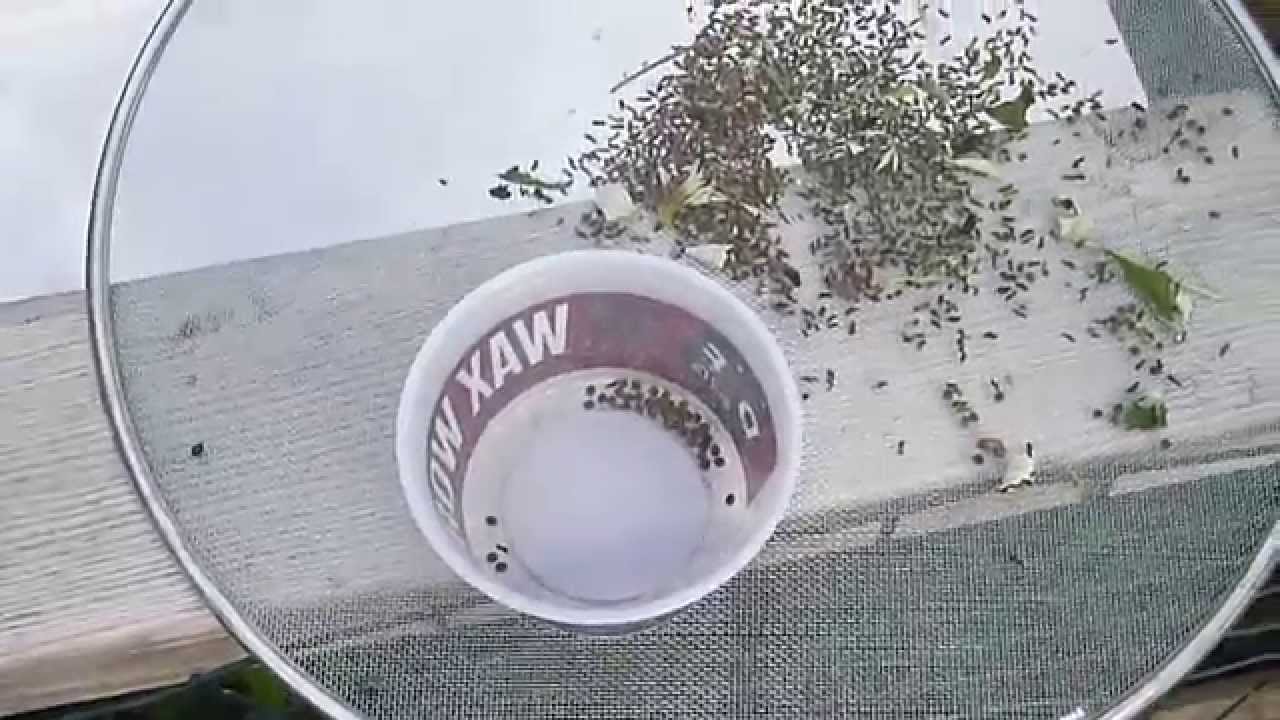 Collecting Stick Insect Eggs For Hatching