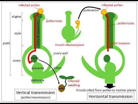 VIROIDS, TMV AND RETROVIRUSES.