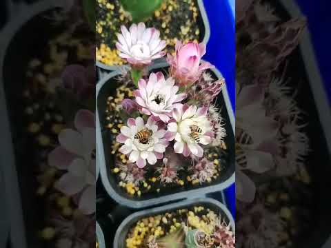 Gymnocalycium