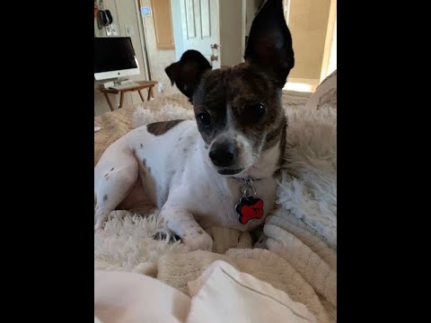 Unraveling the Quirky Charm of Rat Terriers | Funny & Educational Dog Breed Spotlight .