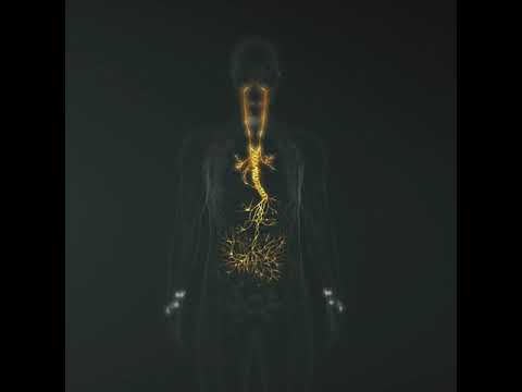 Neuroanatomie du nerf vague, le nerf humain le plus important. 2020 [FR🇫🇷] Feat. NESA WORLD®
