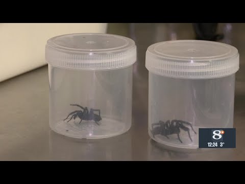 New super-sized Spider
