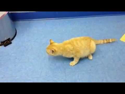Cat with Rabies