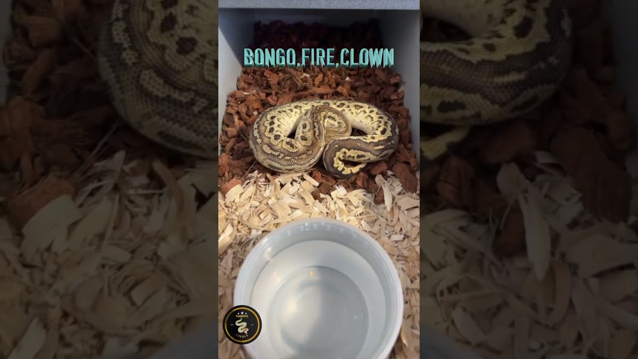 Quick look at some of my male Ball Pythons. #ballpython #ballpythonmorphs #reptiles #snake #snakes