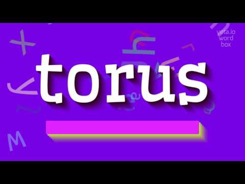 How to say "torus"! (High Quality Voices)