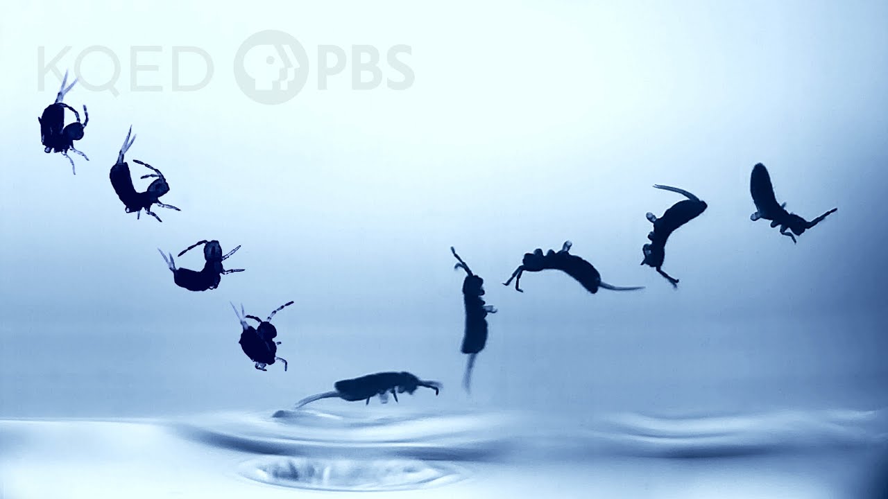 Springtails Do Their Own Stunts | Deep Look