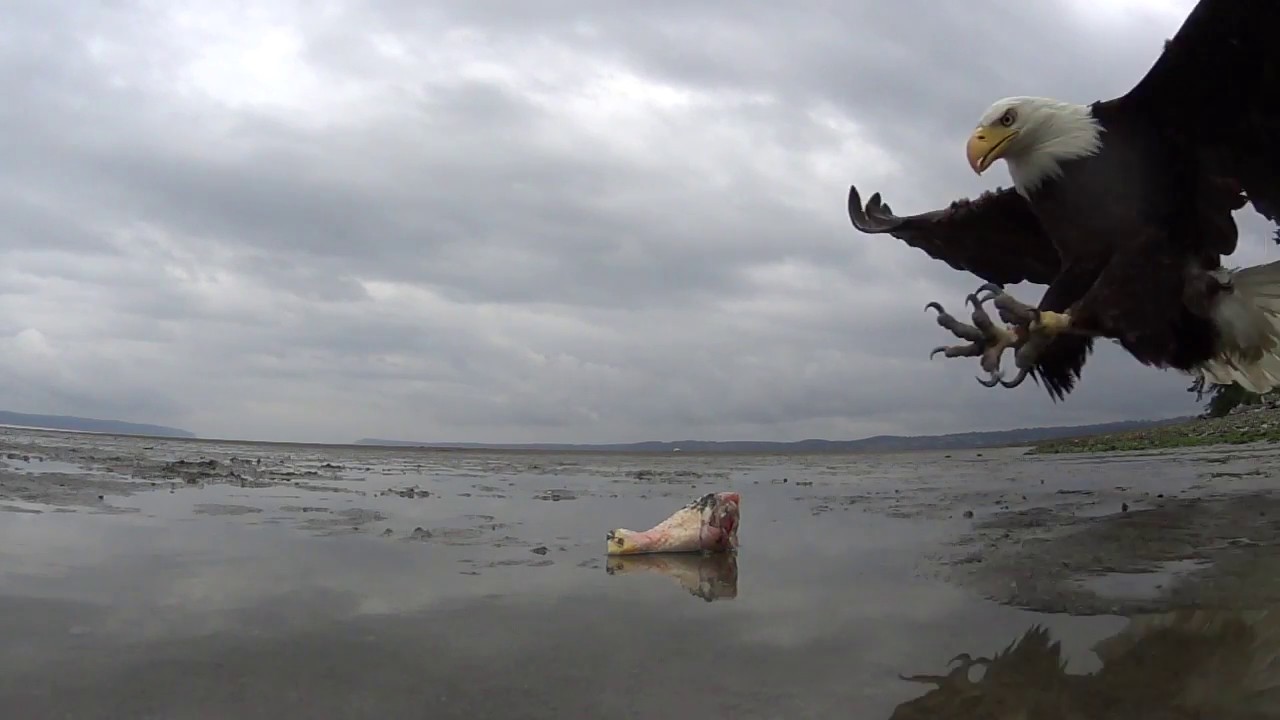 Eagles Swoop in for Food Camano Island, WA