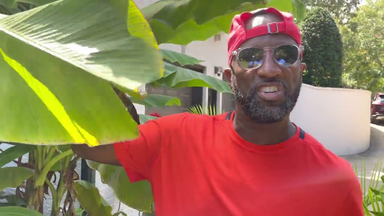 Pruning My Elephant Ear Plants
