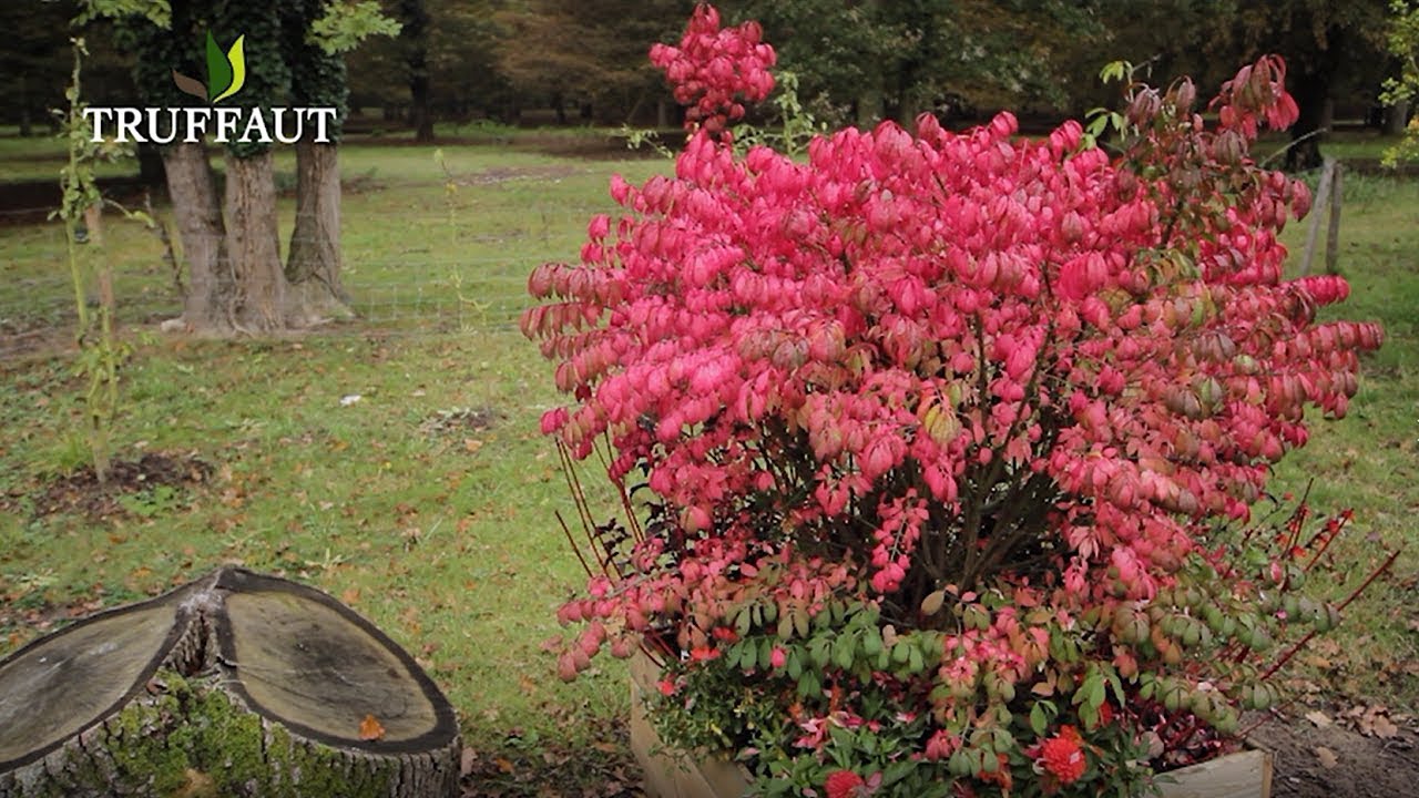 Le Fusain ailé (euonymus alatus compactus) - Truffaut