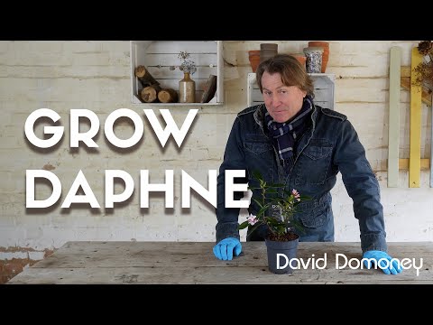 How to grow and care for Daphne