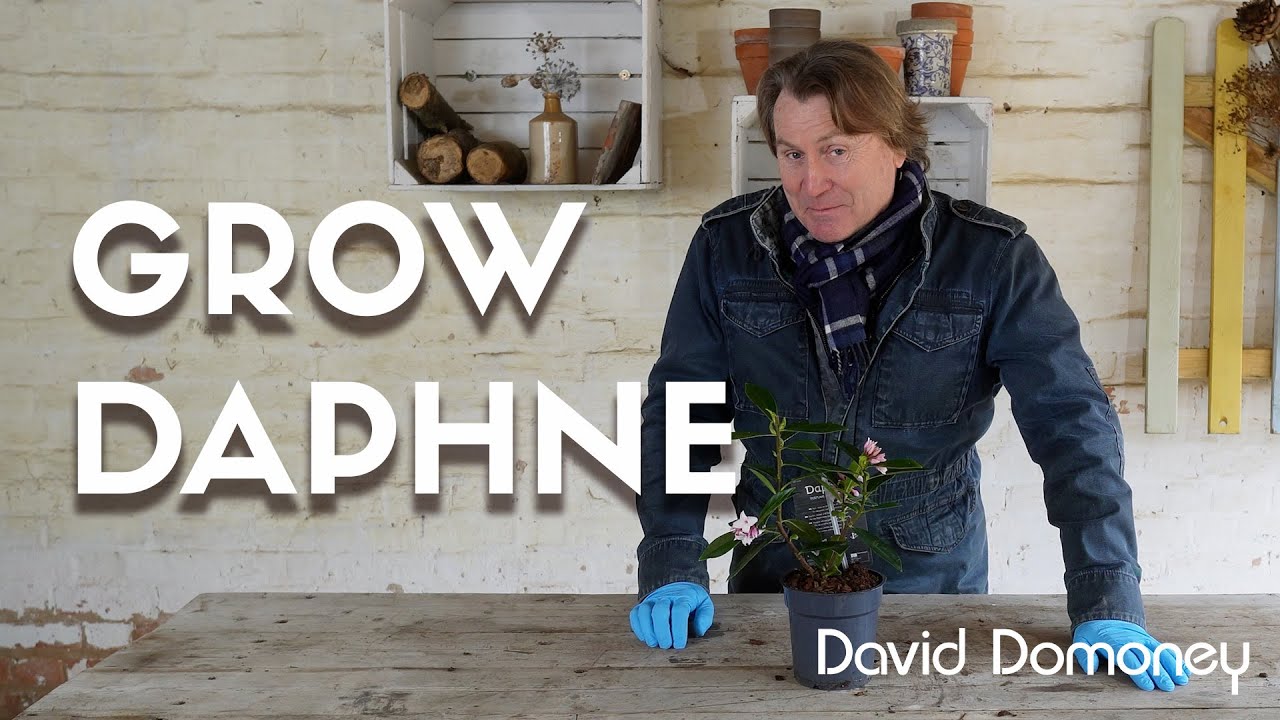 Daphne Plant Care Guide: From Planting to Gorgeous Blooms