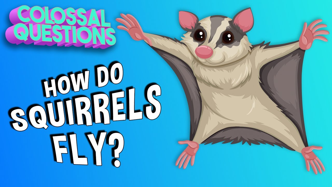 How Do Squirrels Fly? | COLOSSAL QUESTIONS