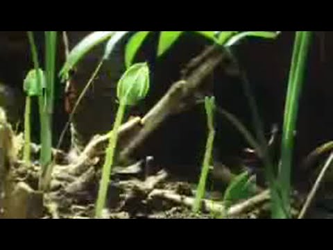 Tree and Plant Life in the Jungle | David Attenborough | BBC Studios