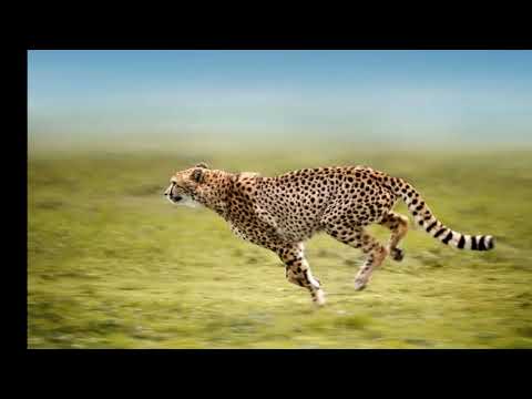 What is the fastest animal on Earth?
