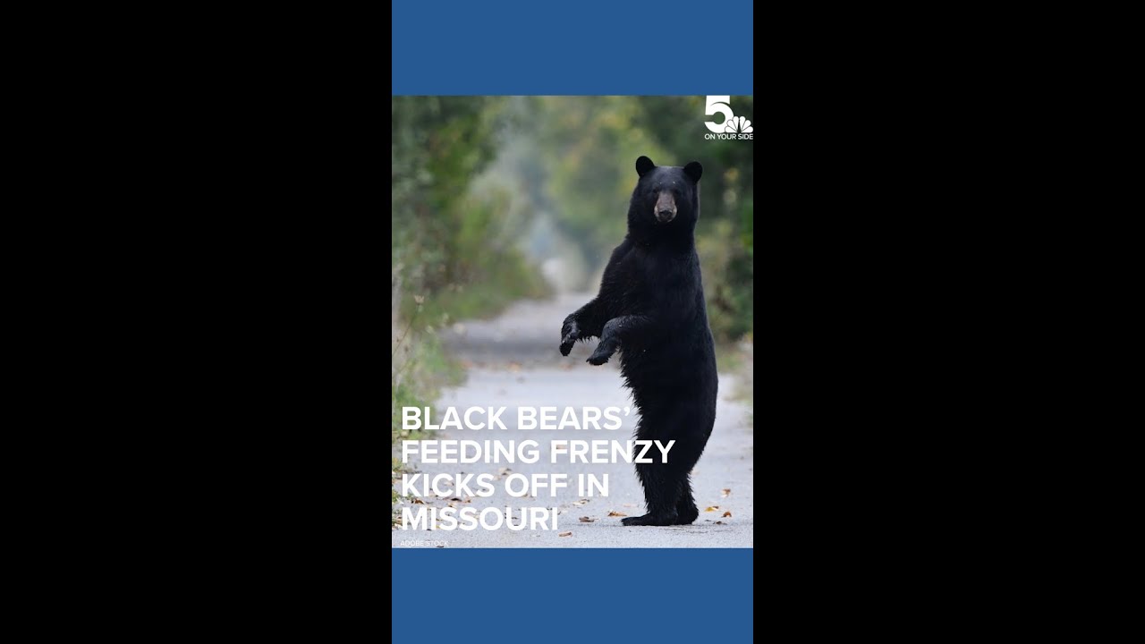Missouri bears’ feeding frenzy poses dangers to humans