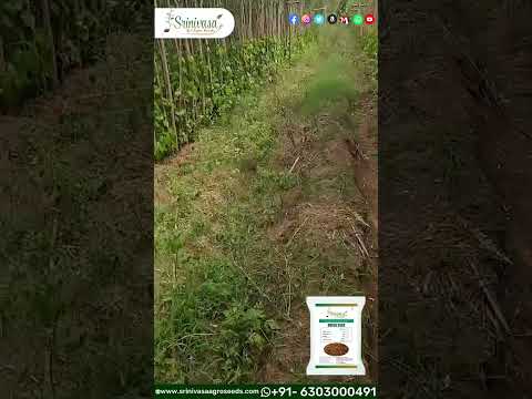 Sesbania Seed - Wholesale Price & Mandi Rate for Dhaincha Seeds in India