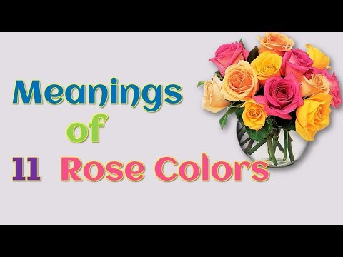 Listen a nice tune and know The Real Meanings Behind 11 Rose Colors