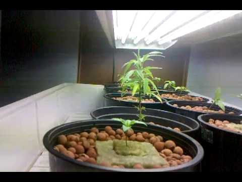 First Indoor Grow Hydroponics Ebb & Flow T-5 Flour