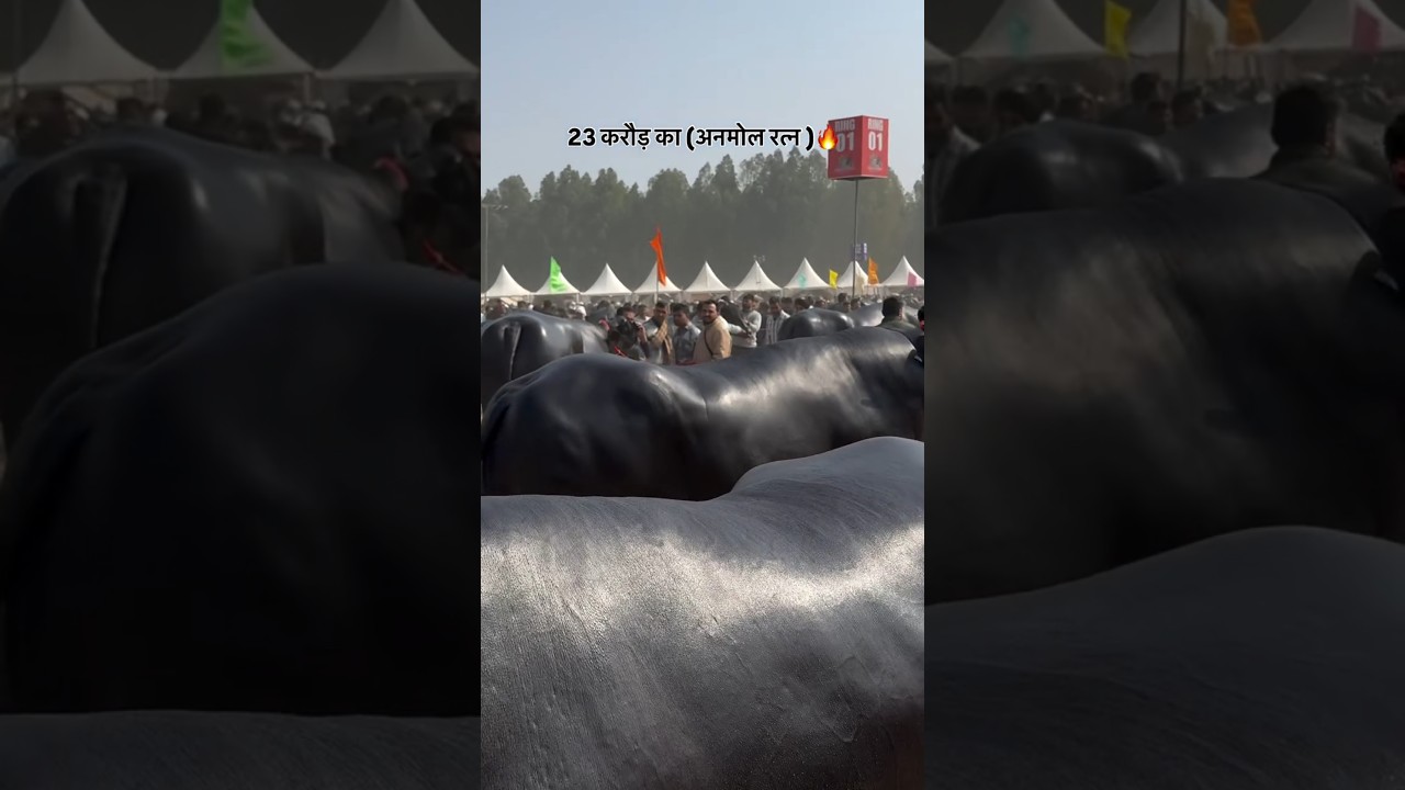 https://www.instagram.com/reel/DW8TuVsk1Cz/?igsh=a2FuZXh5c2lrM2hu
