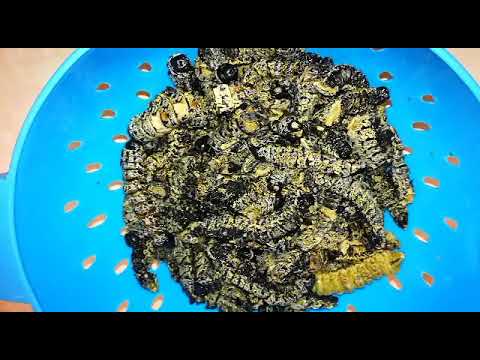 Masonja / Mopani / Mopane Worm Recipes – The Best African Dried Moth ...
