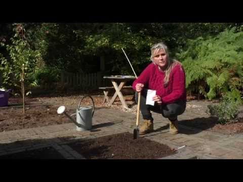 Sowing hardy annuals