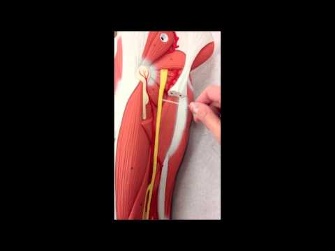 Sacral Plexus Anatomy on Model (Plus the Femoral Nerve)