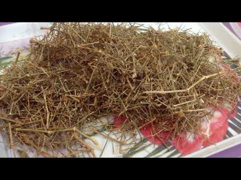 Fagonia Cretica - Dhamasa Latest Price, Manufacturers & Suppliers