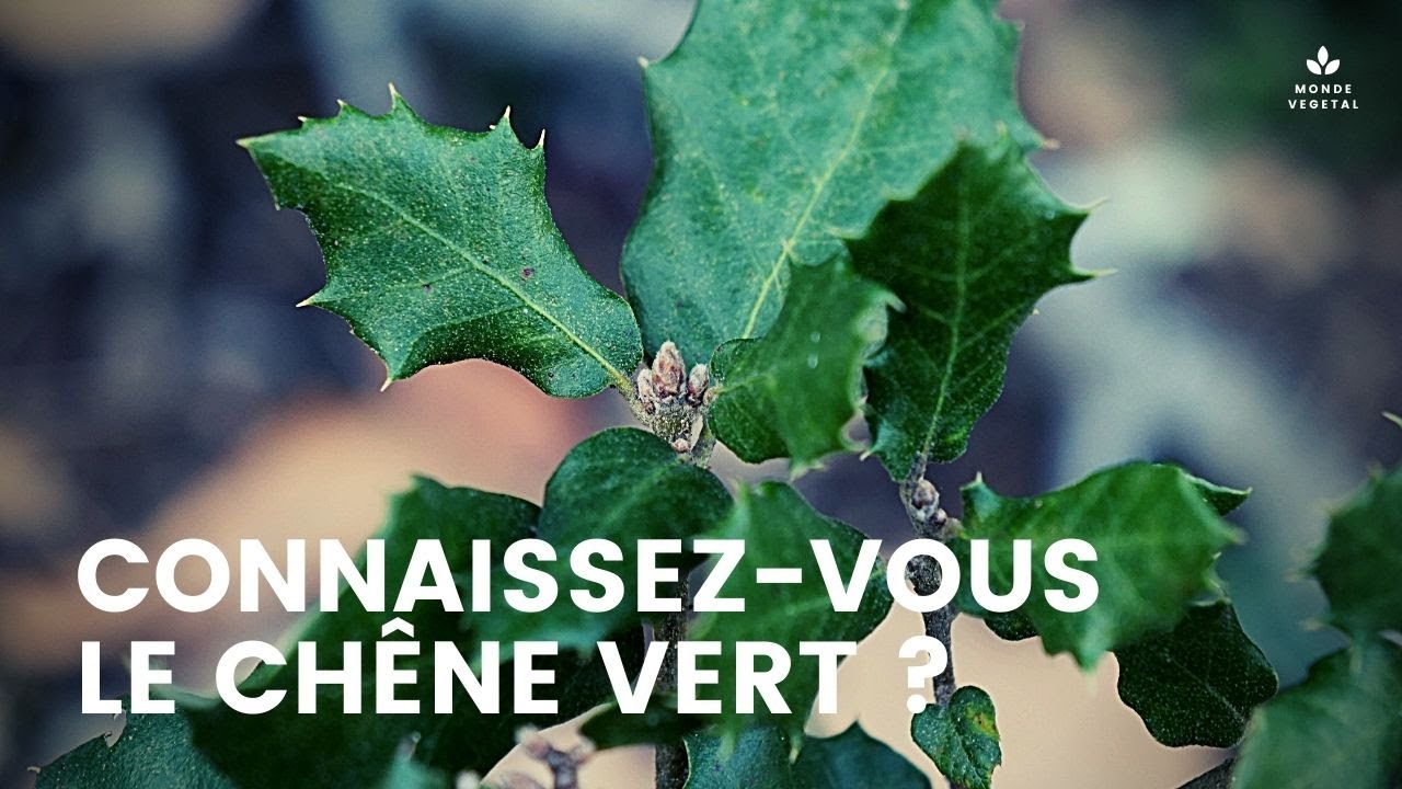 Reconnaître les feuilles de chêne : un guide pratique