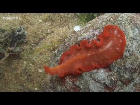 108七下國中生物CH4-3動物界 | ShareClass