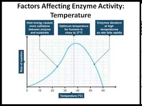 Enzyme lab (Effect of temp. and pH)