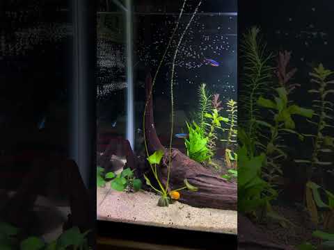 My Apistogramma cacatuoides Double Red currently my favorites they are gorgeous! #mdfishtanks #fish