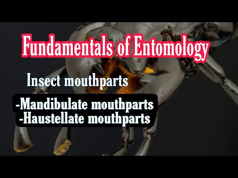 Insect mouthparts | Mandibulate and haustellate | Fundamental of Entomology | Avinash Anuragi