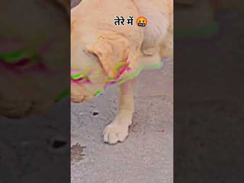 MANGO ππ₯π«π€