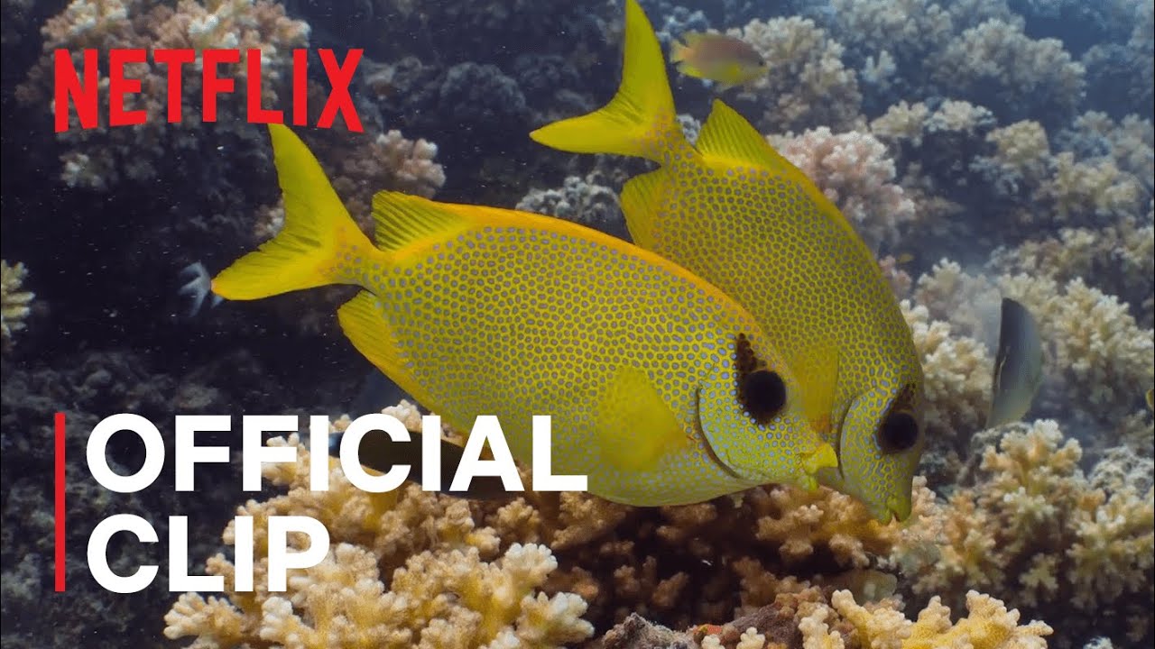 Damselfish from Life in Color with David Attenborough | Netflix