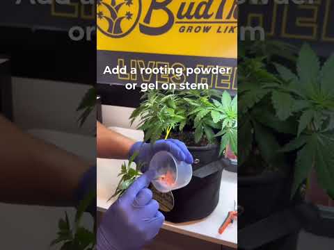 Have you ever cloned your plant like this? #growyourown #cloning